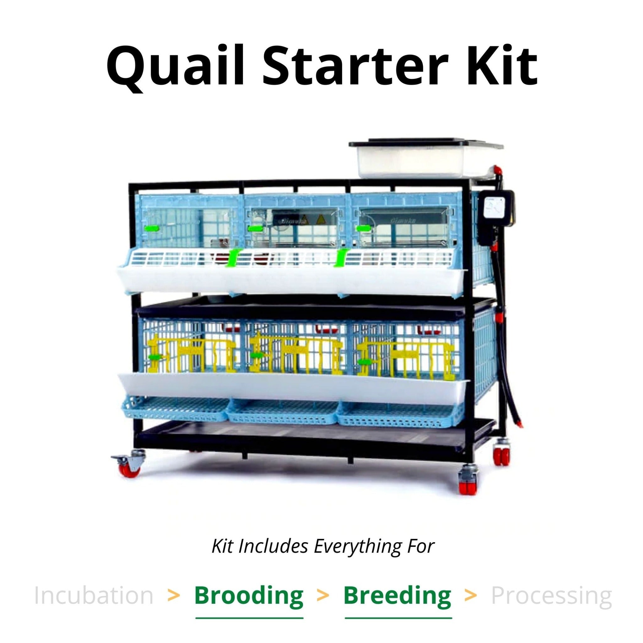 Quail Starter Kit - Complete Brooding & Breeding Setup for 15 Birds – Az Chickens