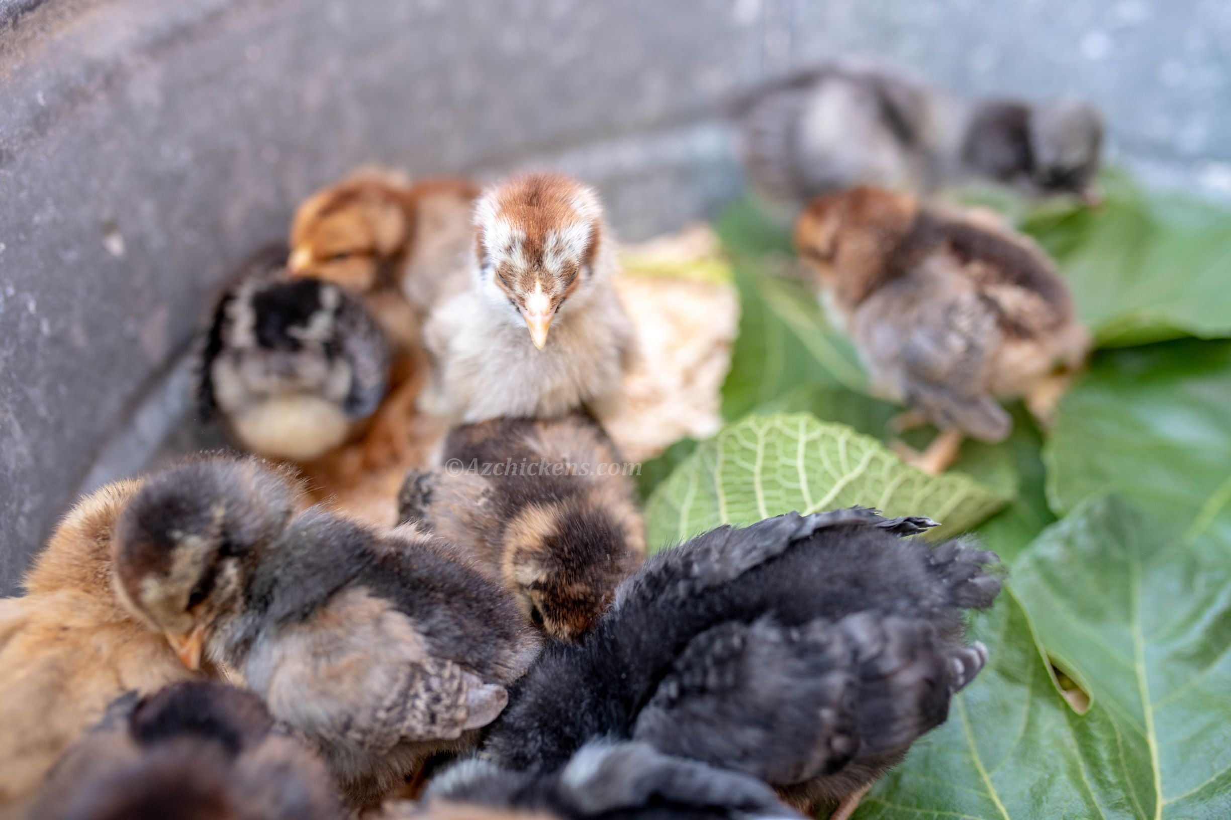 Chick Care Tips – Az Chickens