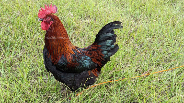 AZ Chickens – Hatchery & Breeder, Flocks Made for Hot Weather Climates ...