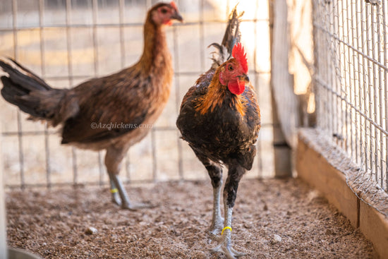 Ayam Ketawa Laughing Chicken - Premium Indonesian Breed – Az Chickens
