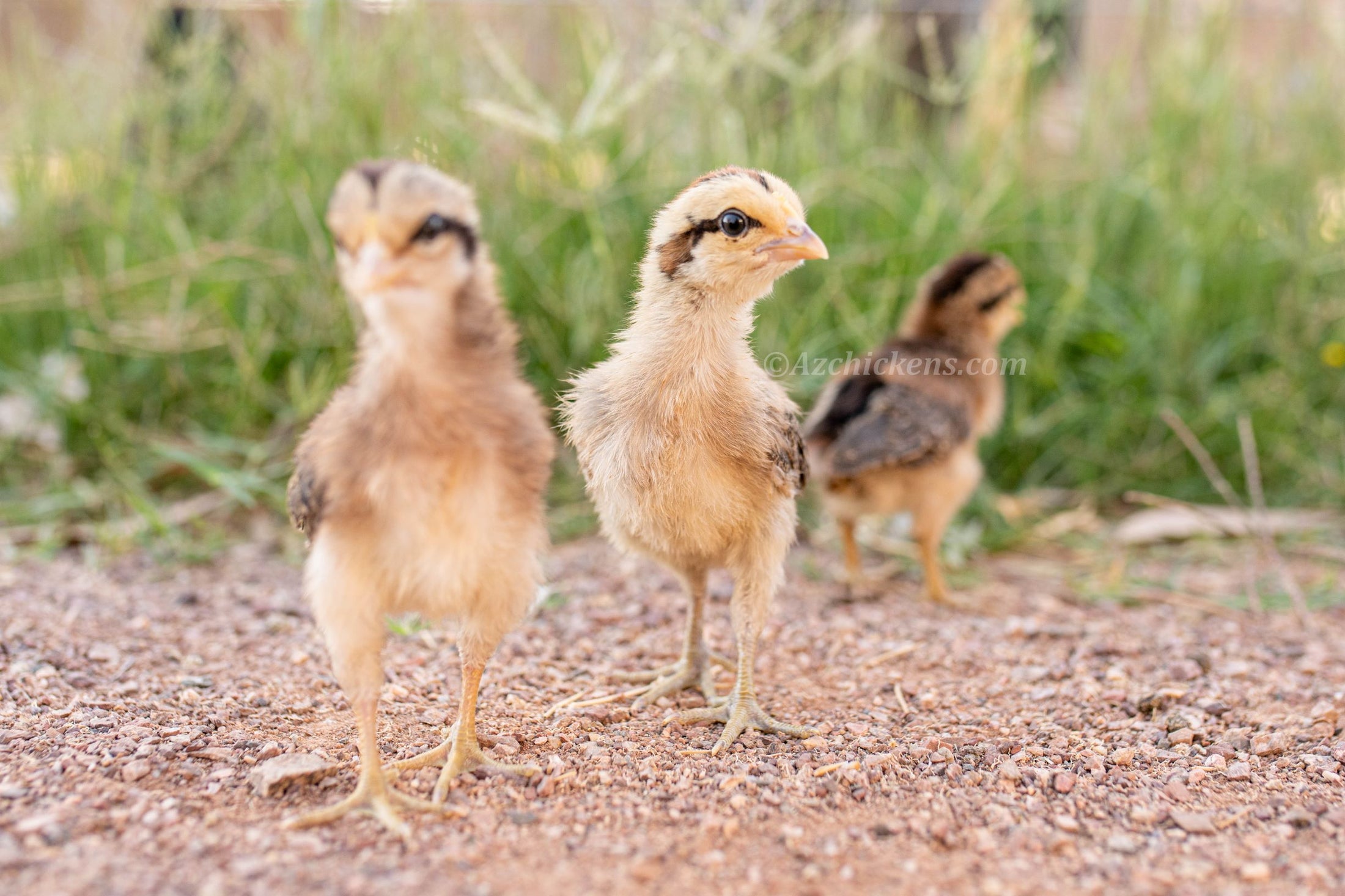 Ayam Ketawa Laughing Chicken - Premium Indonesian Breed – Az Chickens