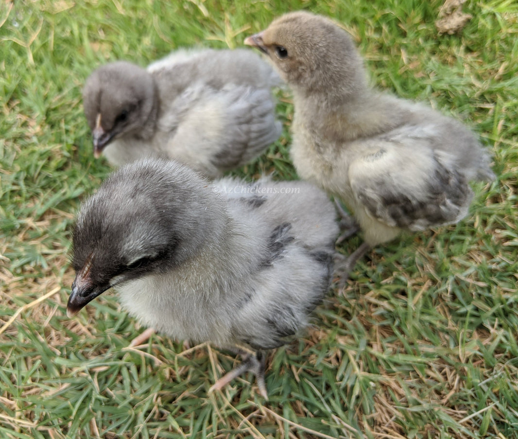Baby Chicks - Arizona Local Chicken Farm, Breeder and hatchery – Az ...