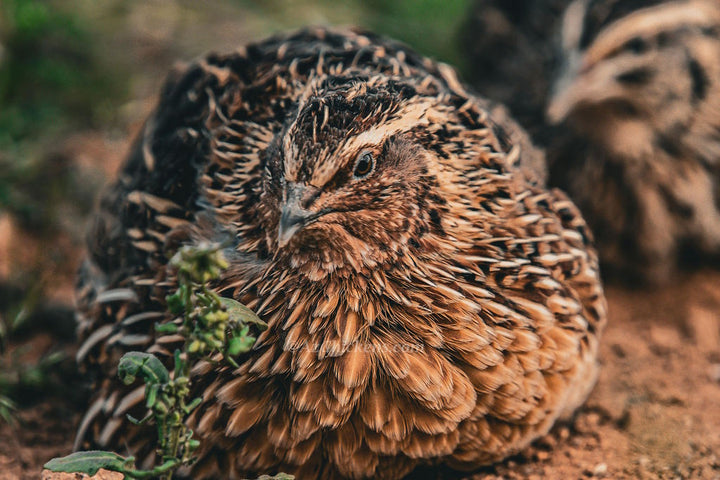 AZ Chickens – Hatchery & Breeder, Flocks Made for Hot Weather Climates ...