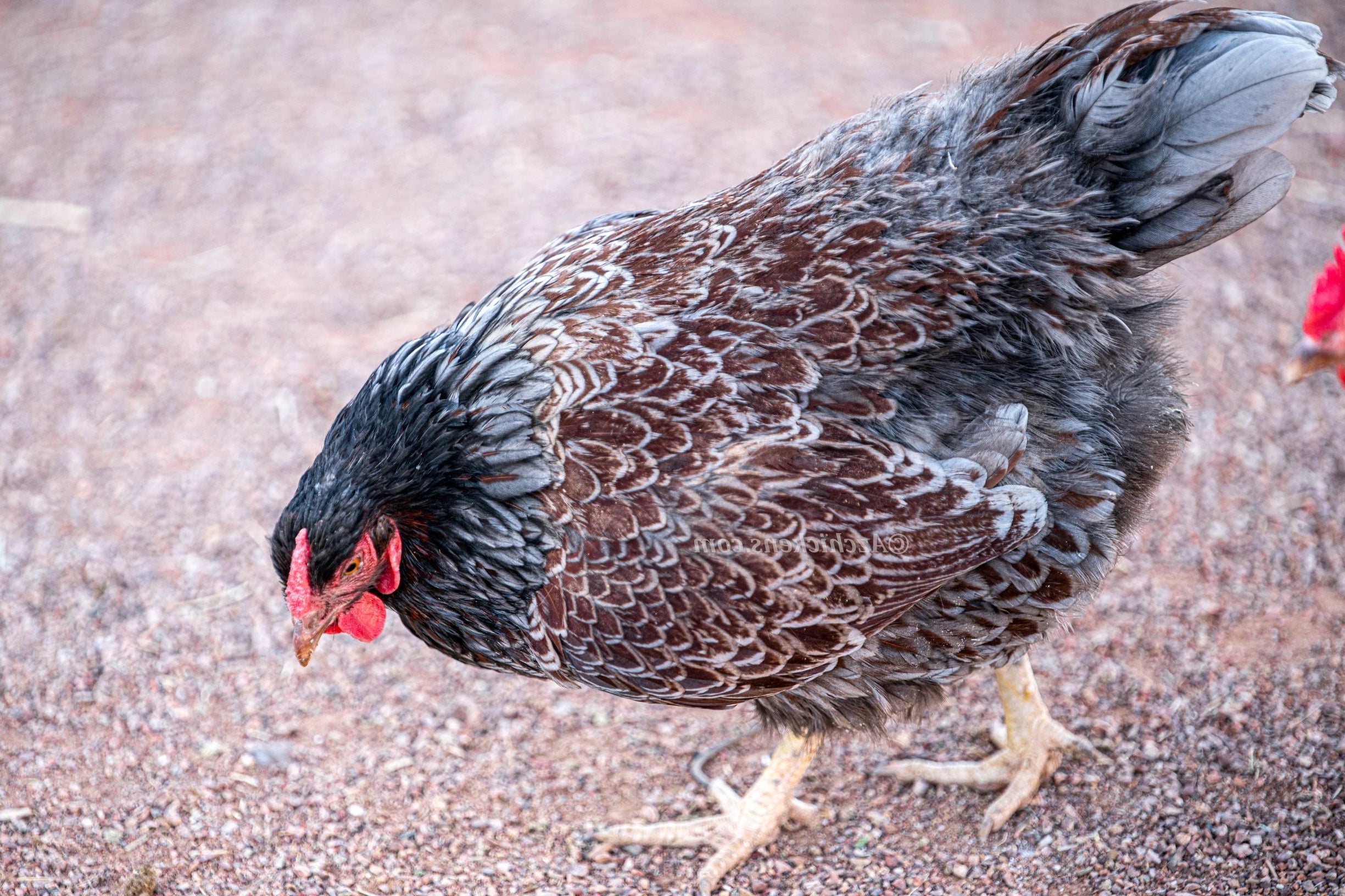 Baby Chicks - Arizona Local Chicken Farm, Breeder and hatchery – Az ...